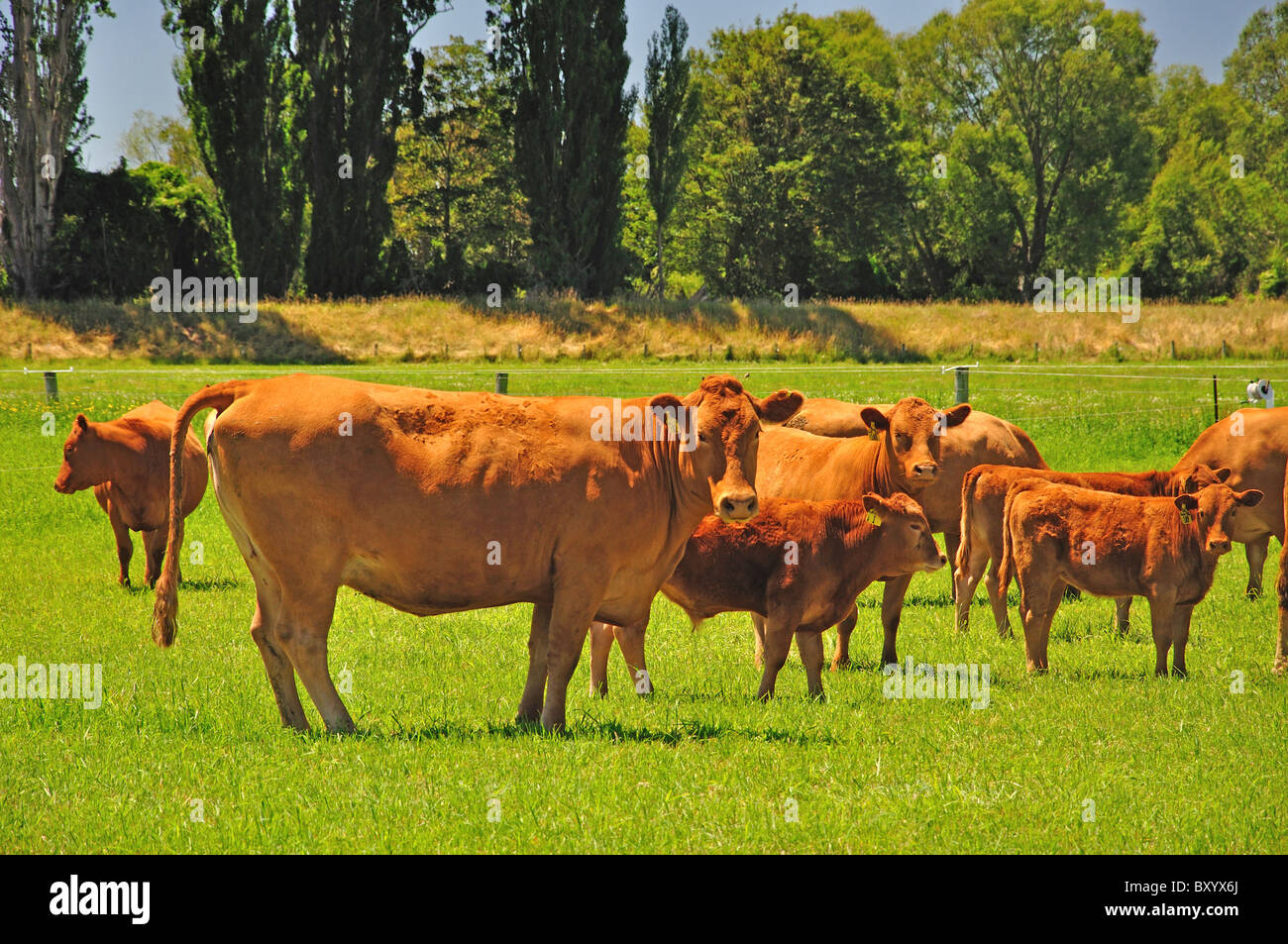 New zealand dairy farms hi-res stock photography and images - Alamy