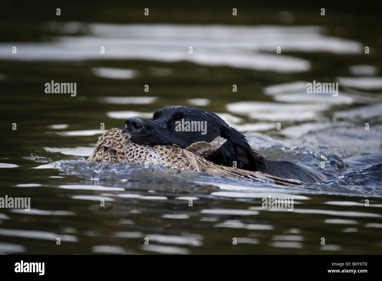 Black Labrador Retriever retrieving in water on a shoot day Stock Photo ...