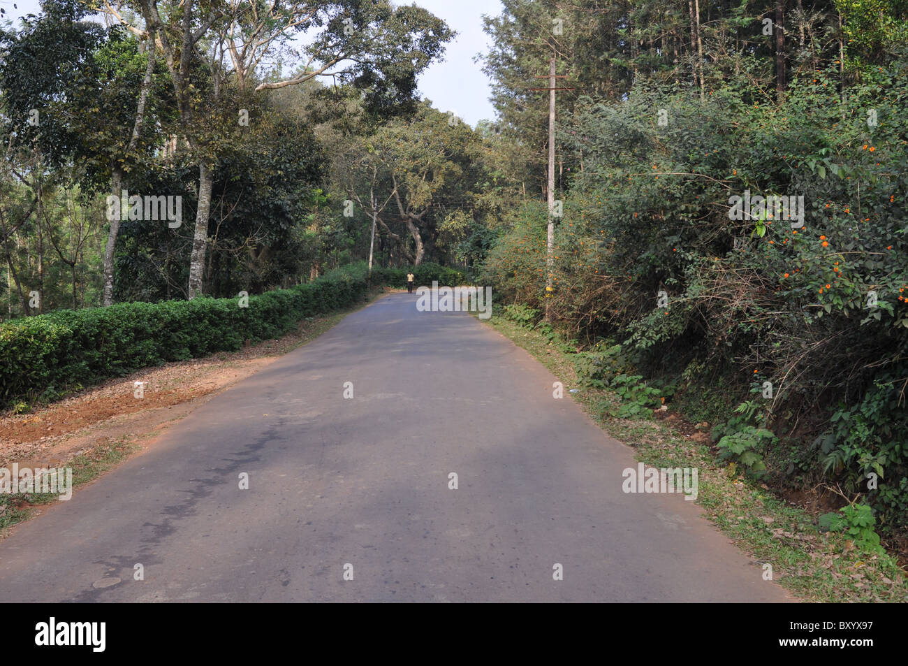 A road through a tea plantation Stock Photo - Alamy