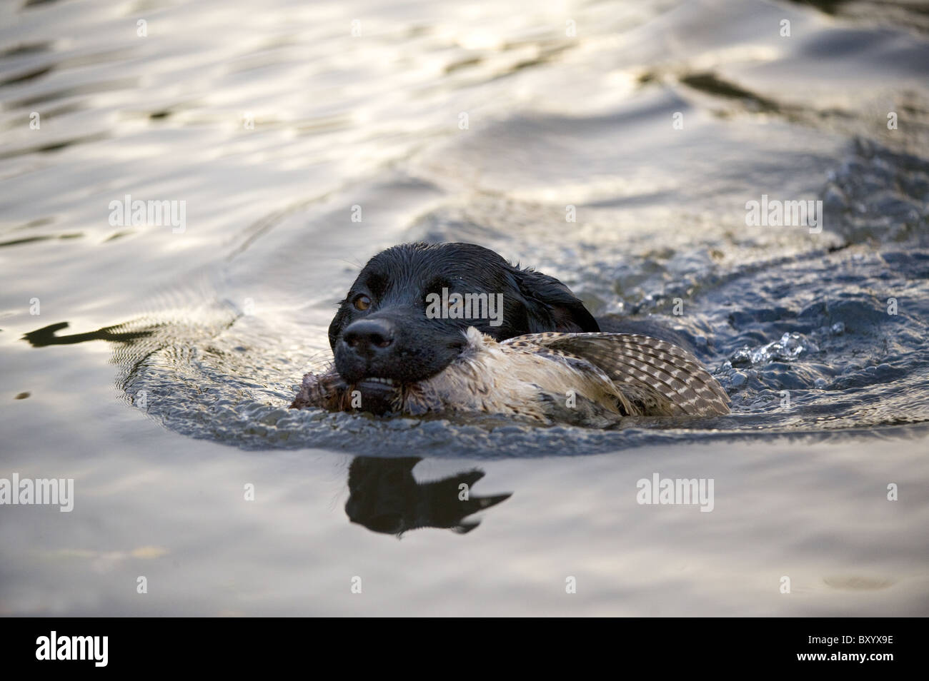 Black Labrador Retriever retrieving in water on a shoot day Stock Photo ...