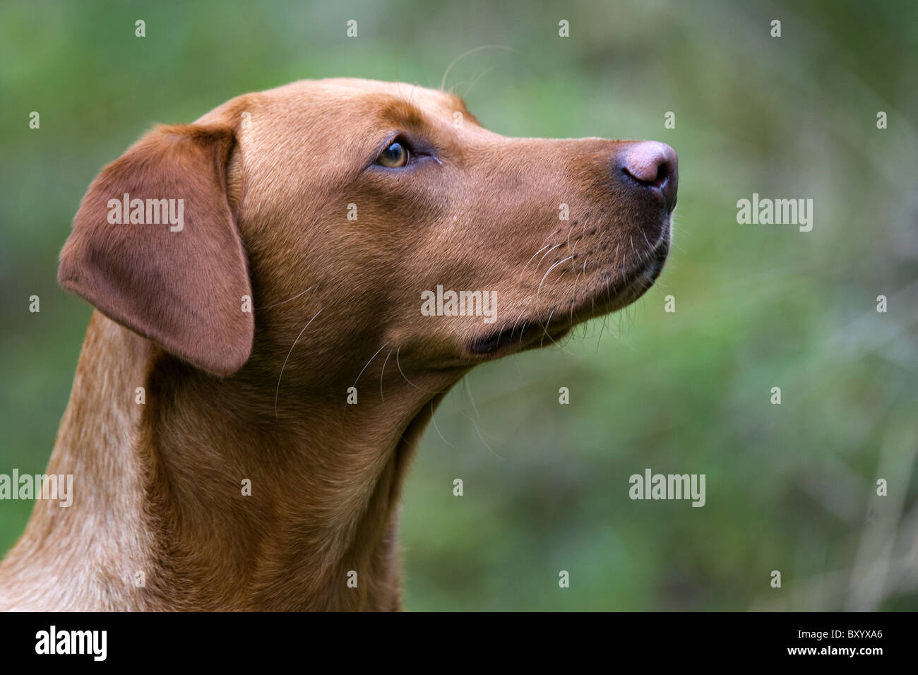 Labrador Retriever on a shoot day Stock Photo - Alamy