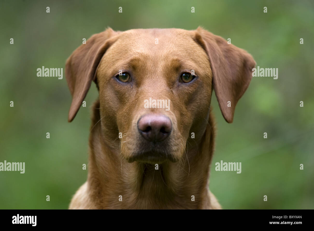 Labrador Retriever on a shoot day Stock Photo - Alamy