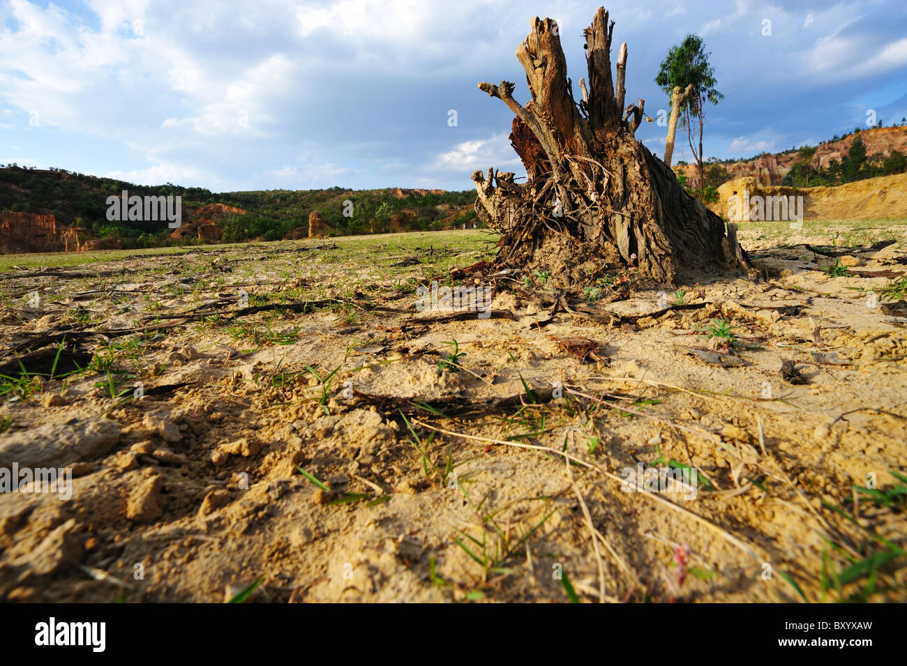 Tree root on the dried field Stock Photo - Alamy
