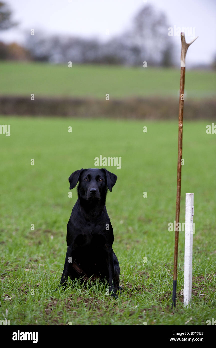 Labrador Retriever on a shoot day Stock Photo - Alamy