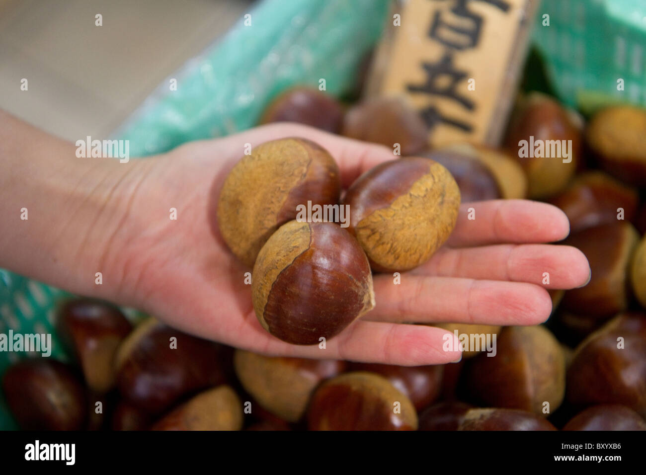 Hand full of chest nuts hi-res stock photography and images - Alamy