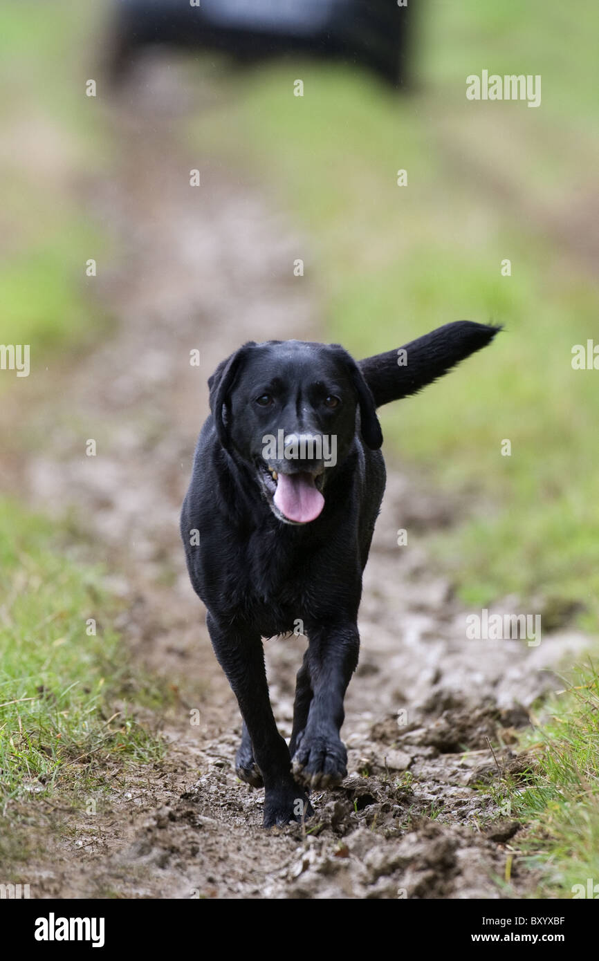 Labrador Retriever on a shoot day Stock Photo - Alamy