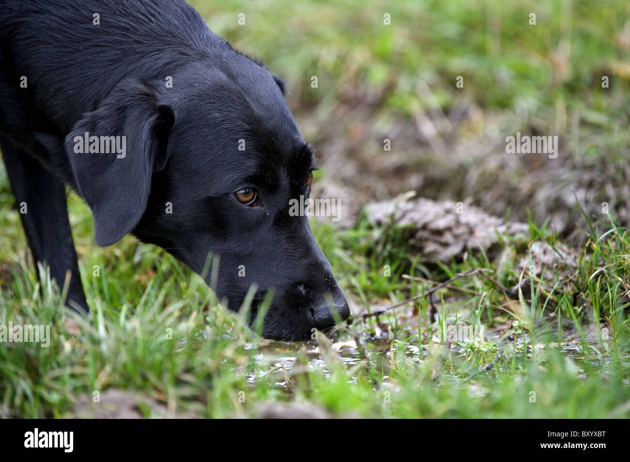 Labrador Retriever on a shoot day Stock Photo - Alamy