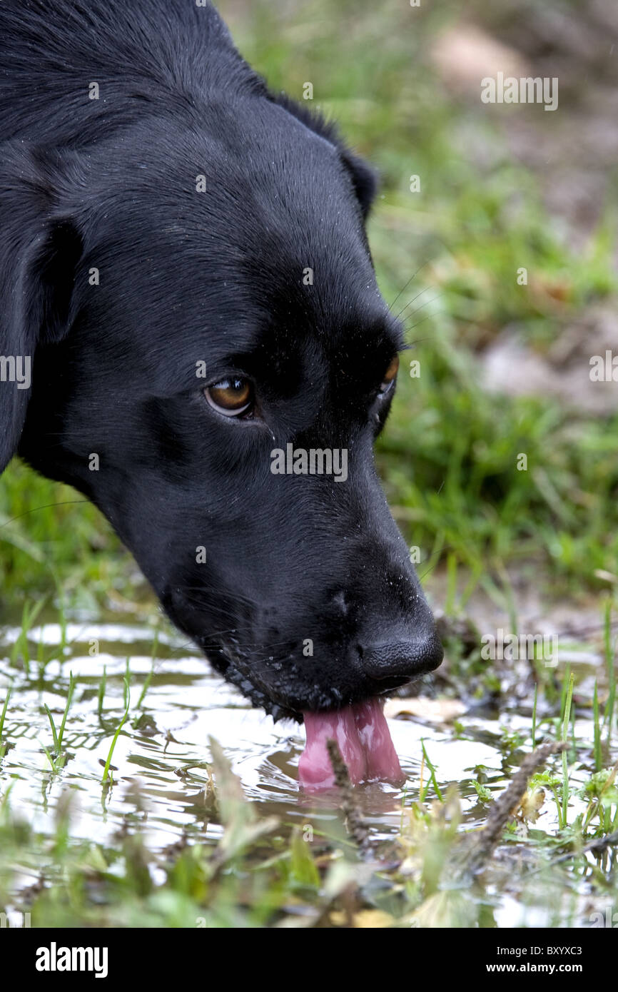 Labrador Retriever on a shoot day Stock Photo - Alamy