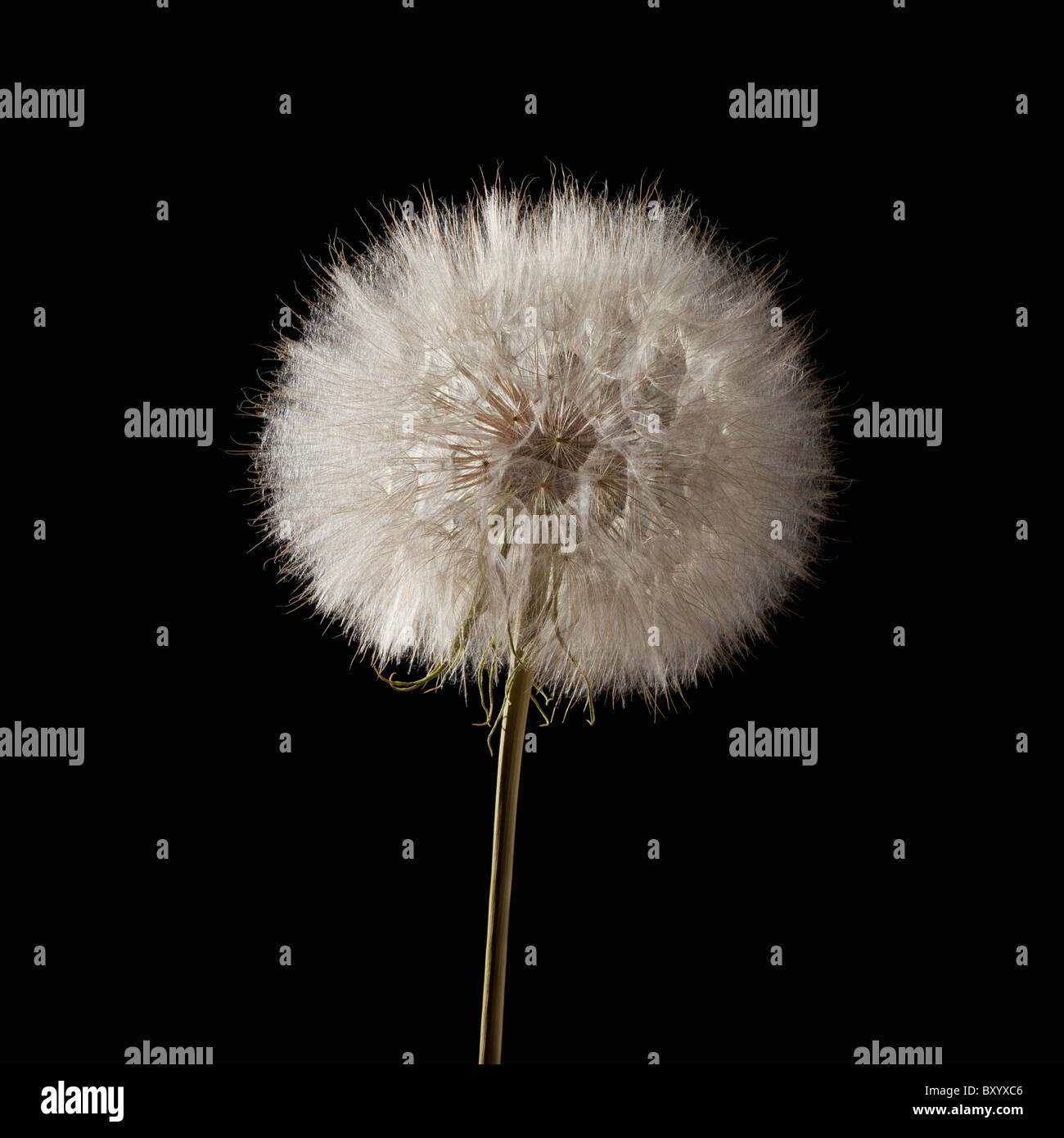 Dandelion flower hi-res stock photography and images - Alamy