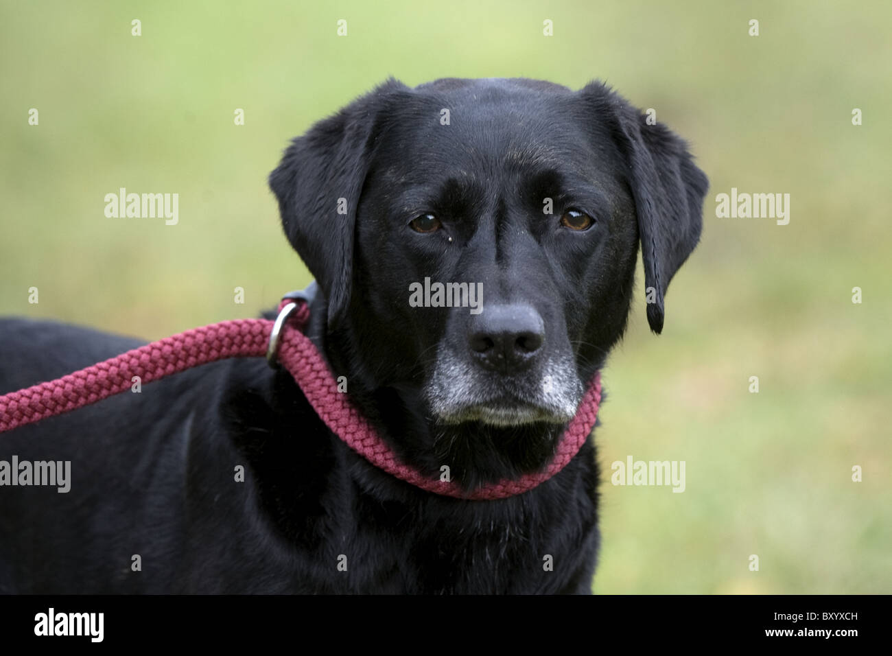 Labrador Retriever on a shoot day Stock Photo - Alamy