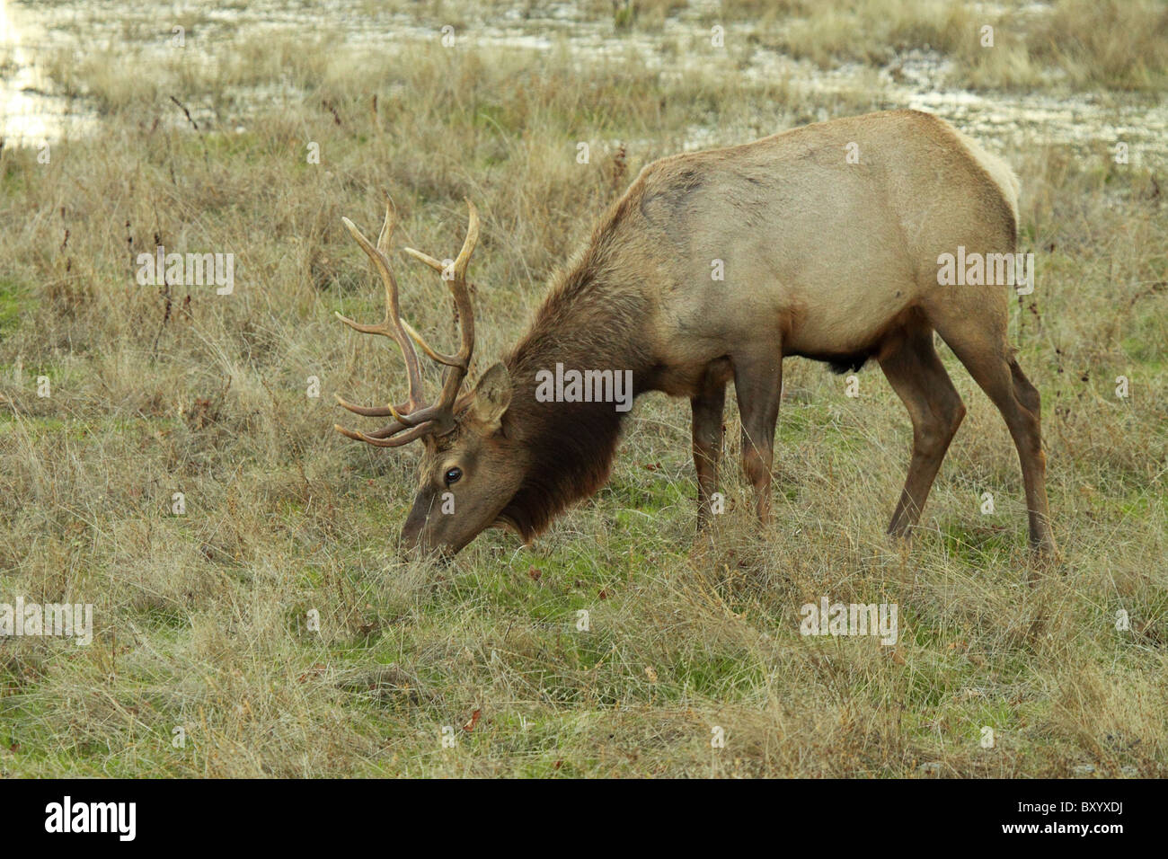 A Tule Elk bull feeding on grasses Stock Photo - Alamy