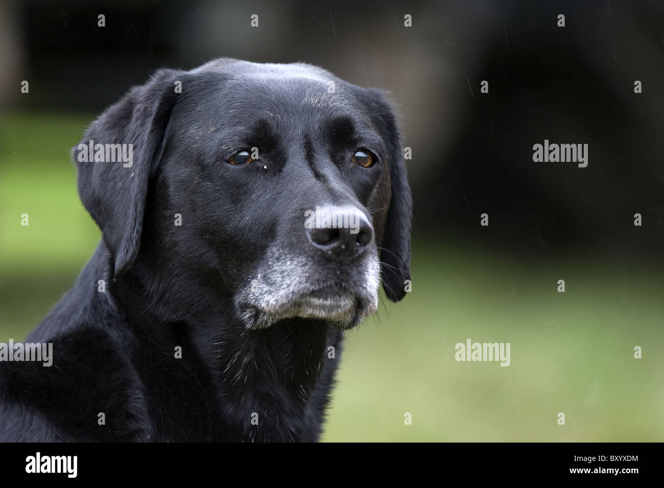 Labrador Retriever on a shoot day Stock Photo - Alamy