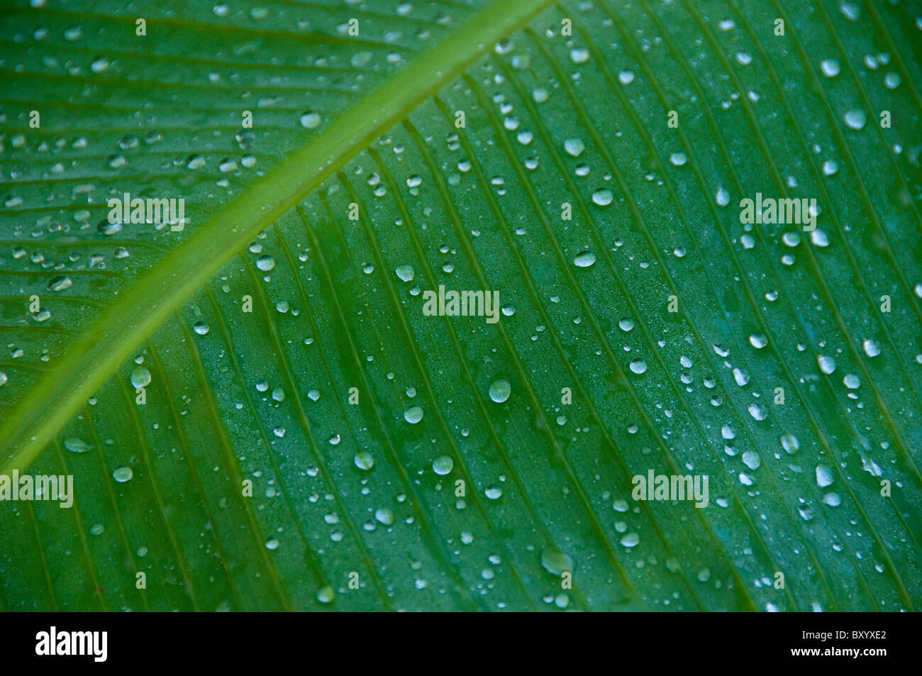 Leaf with water droplets Stock Photo - Alamy