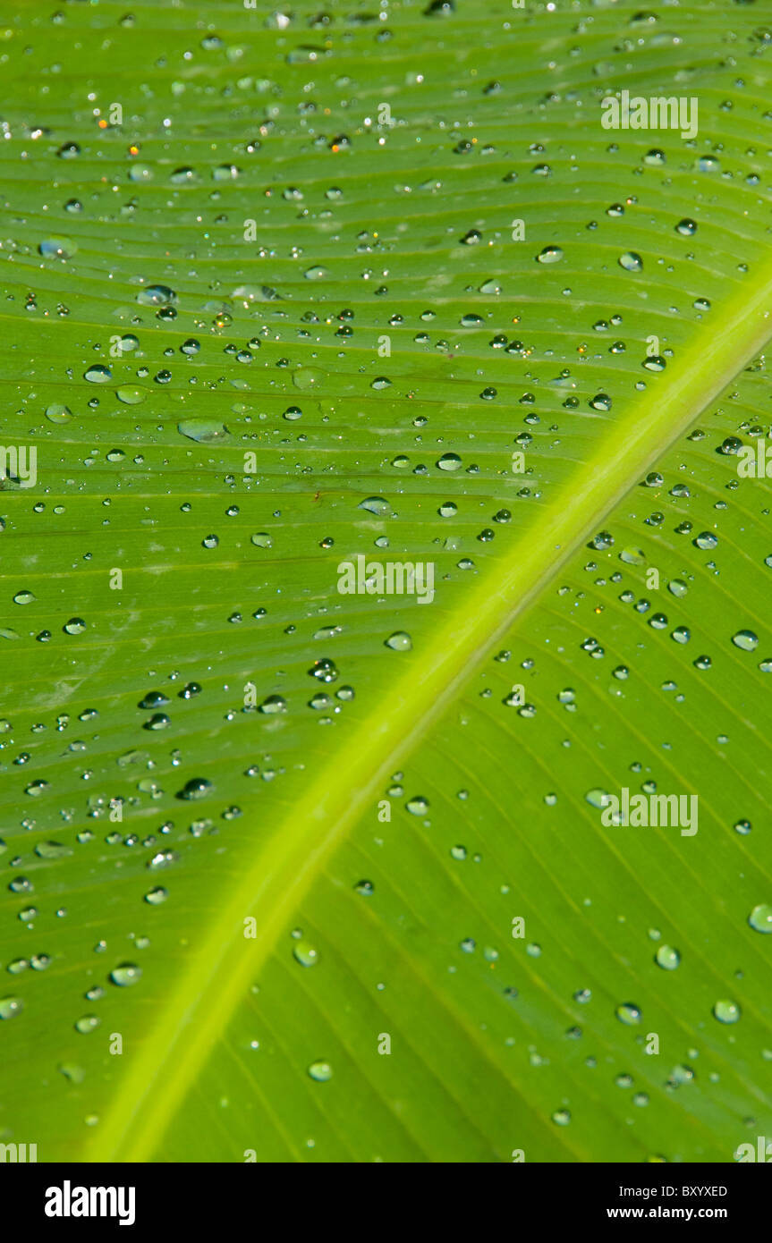 Leaf with water drops Stock Photo - Alamy