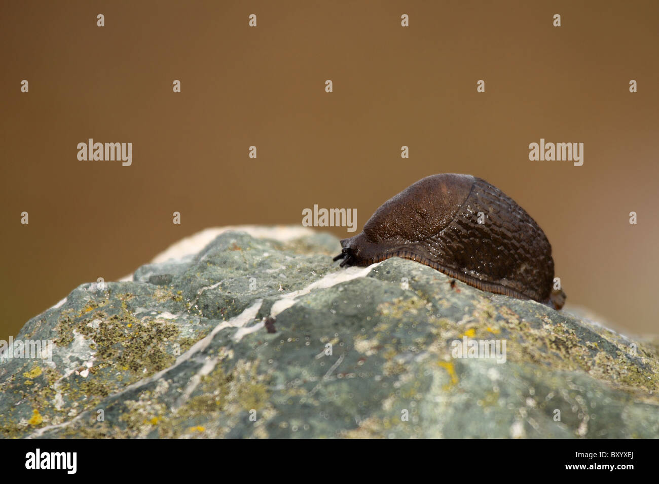 A Slug on a colorful rock Stock Photo - Alamy