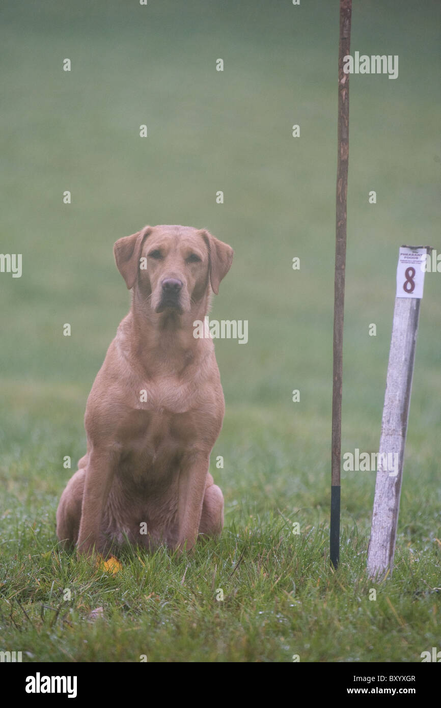 Labrador Retriever on a shoot day Stock Photo - Alamy