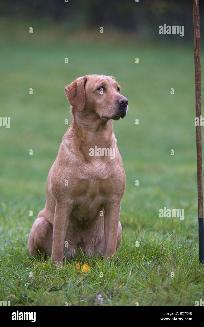 Labrador Retriever on a shoot day Stock Photo - Alamy