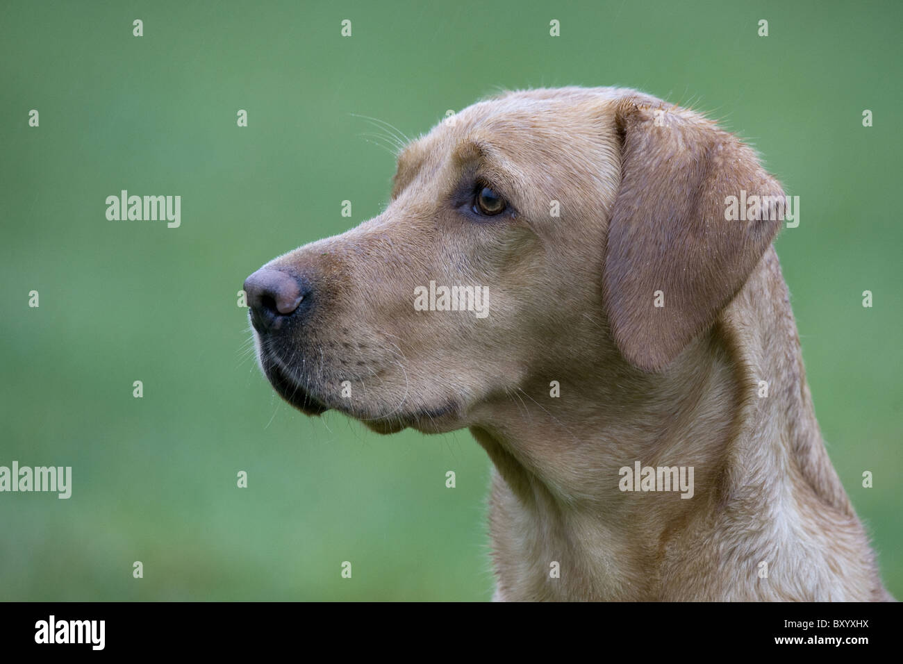Labrador Retriever on a shoot day Stock Photo - Alamy