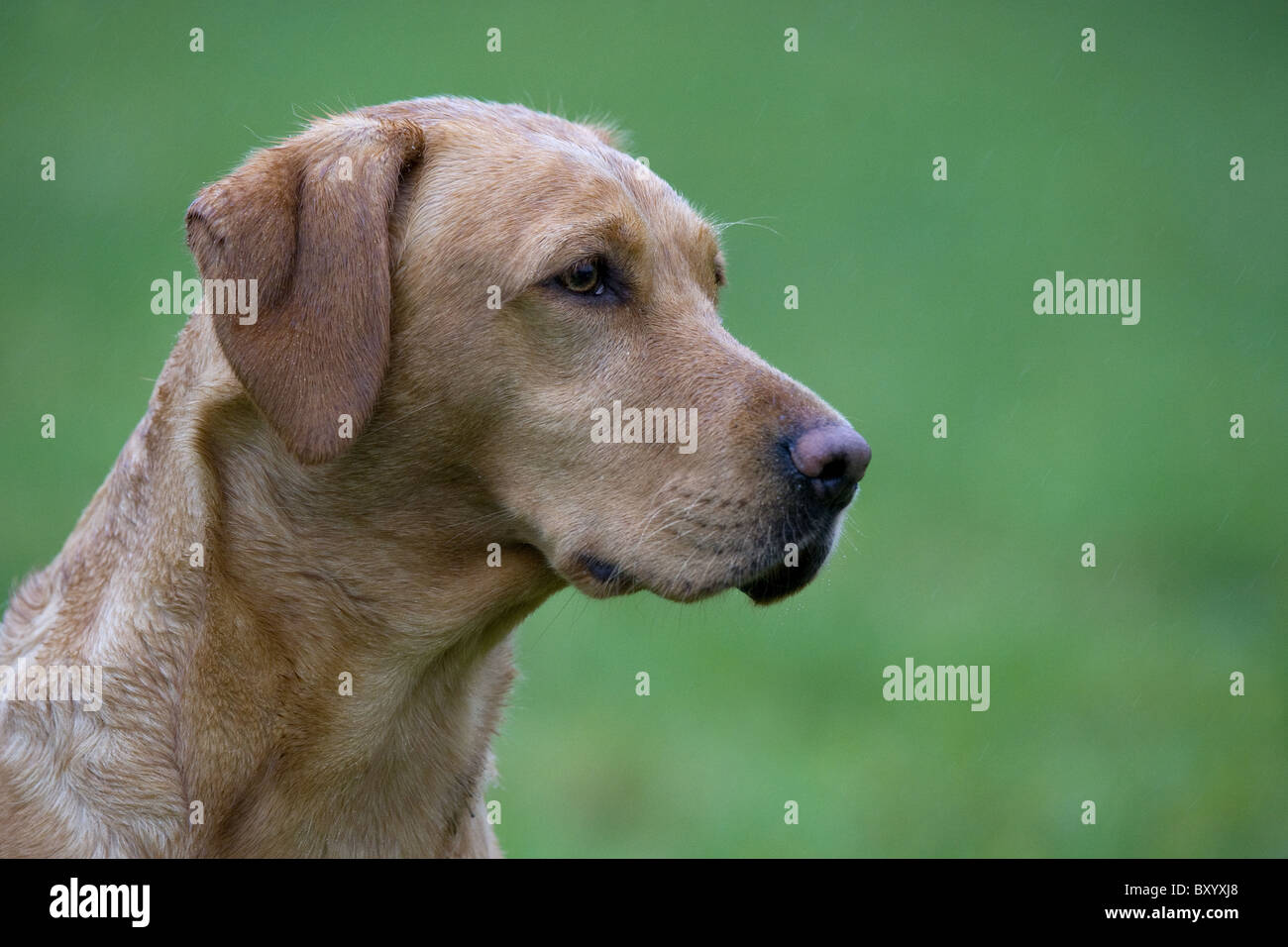 Labrador Retriever on a shoot day Stock Photo - Alamy