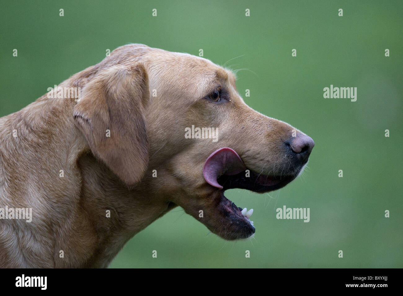 Labrador Retriever on a shoot day Stock Photo - Alamy