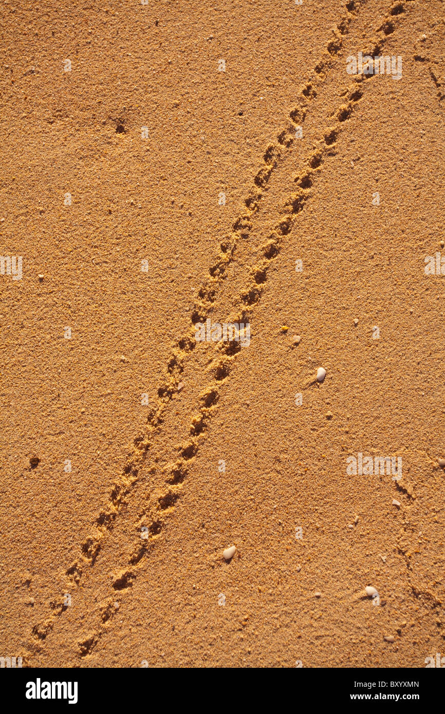 Animal tracks on the beach at Barn Hill Station, Broome, Kimberley ...