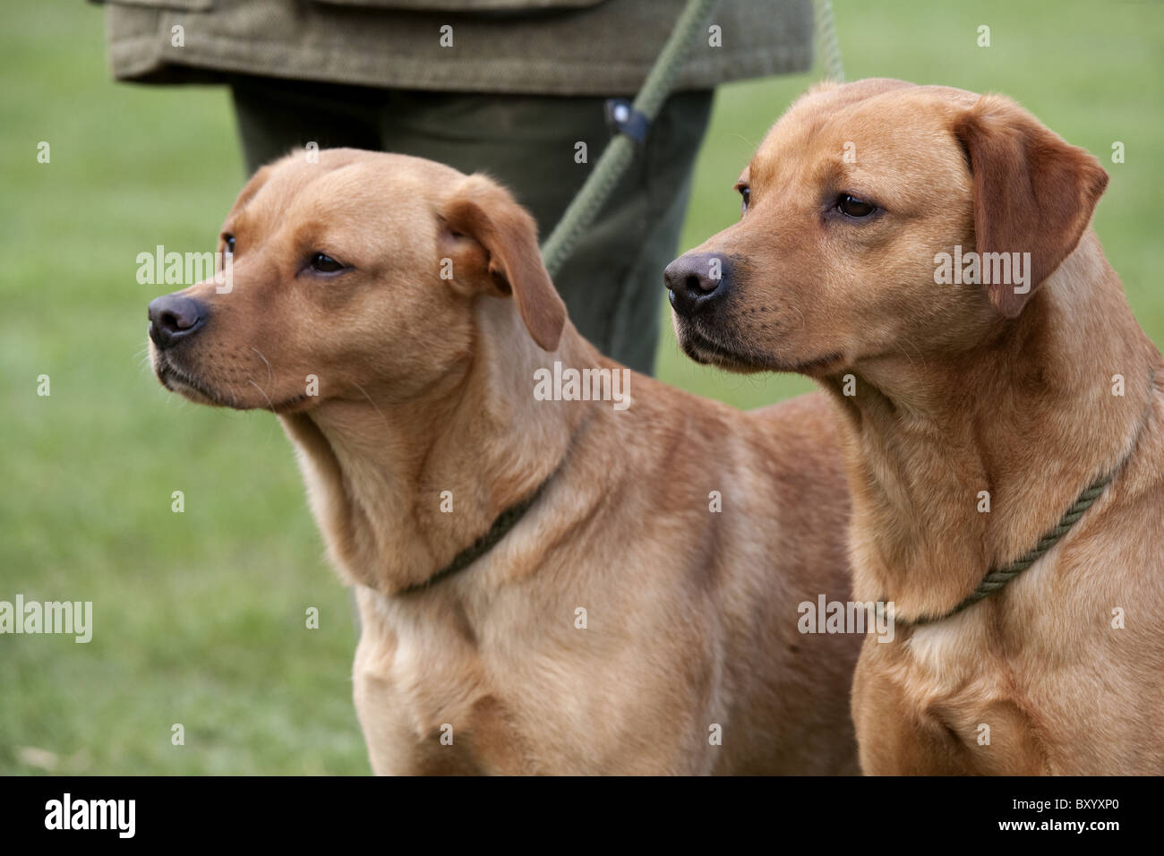 Labrador Retriever on a shoot day Stock Photo - Alamy