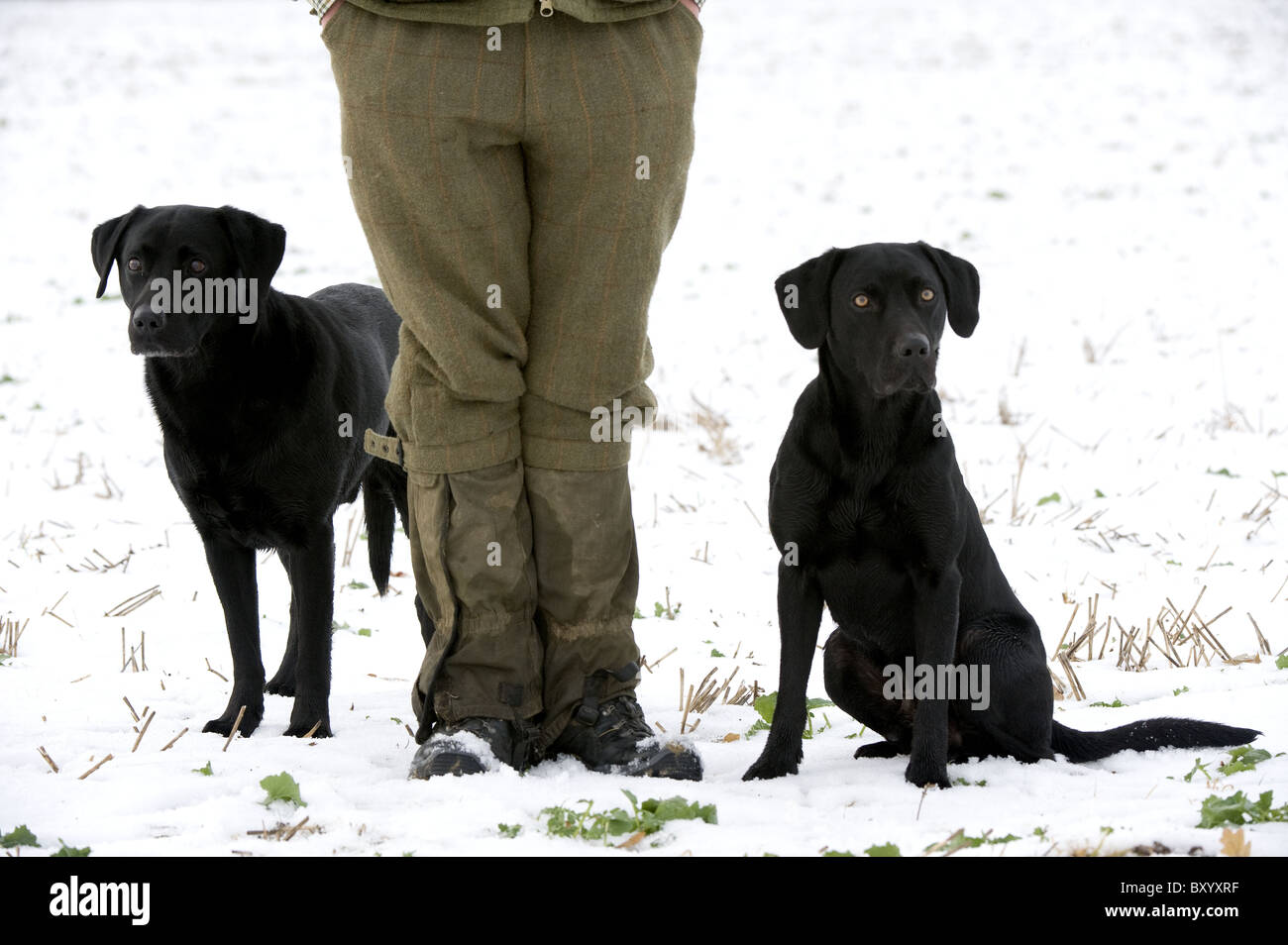 Labrador retriever on a shoot Stock Photo - Alamy
