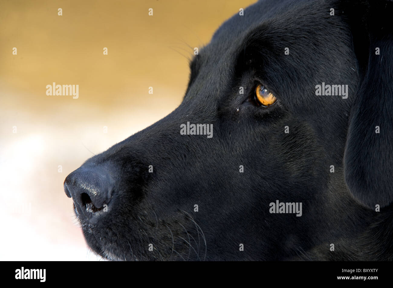 Labrador retriever on a shoot Stock Photo - Alamy
