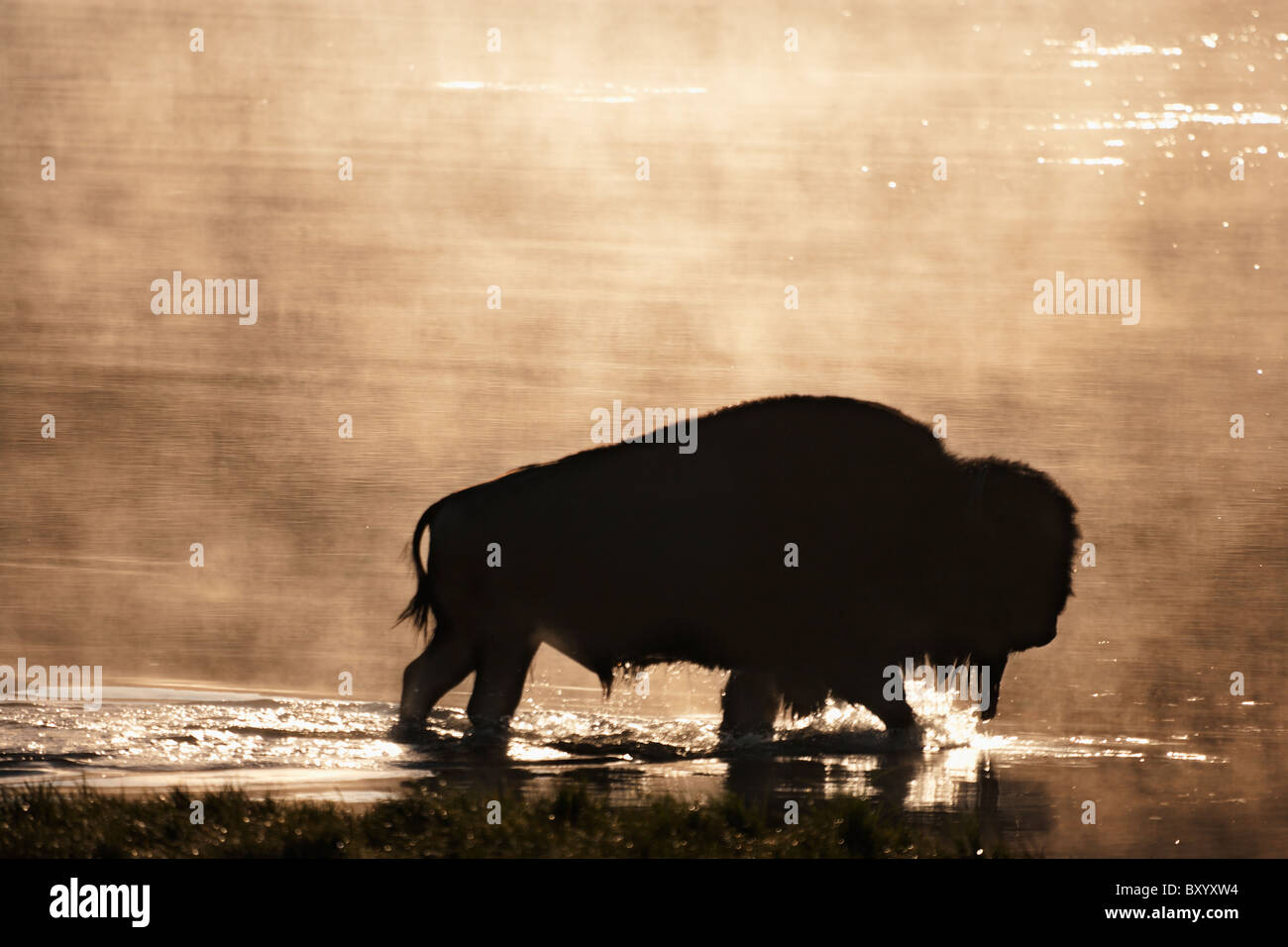 Silhouette american bison wading in hi-res stock photography and images ...