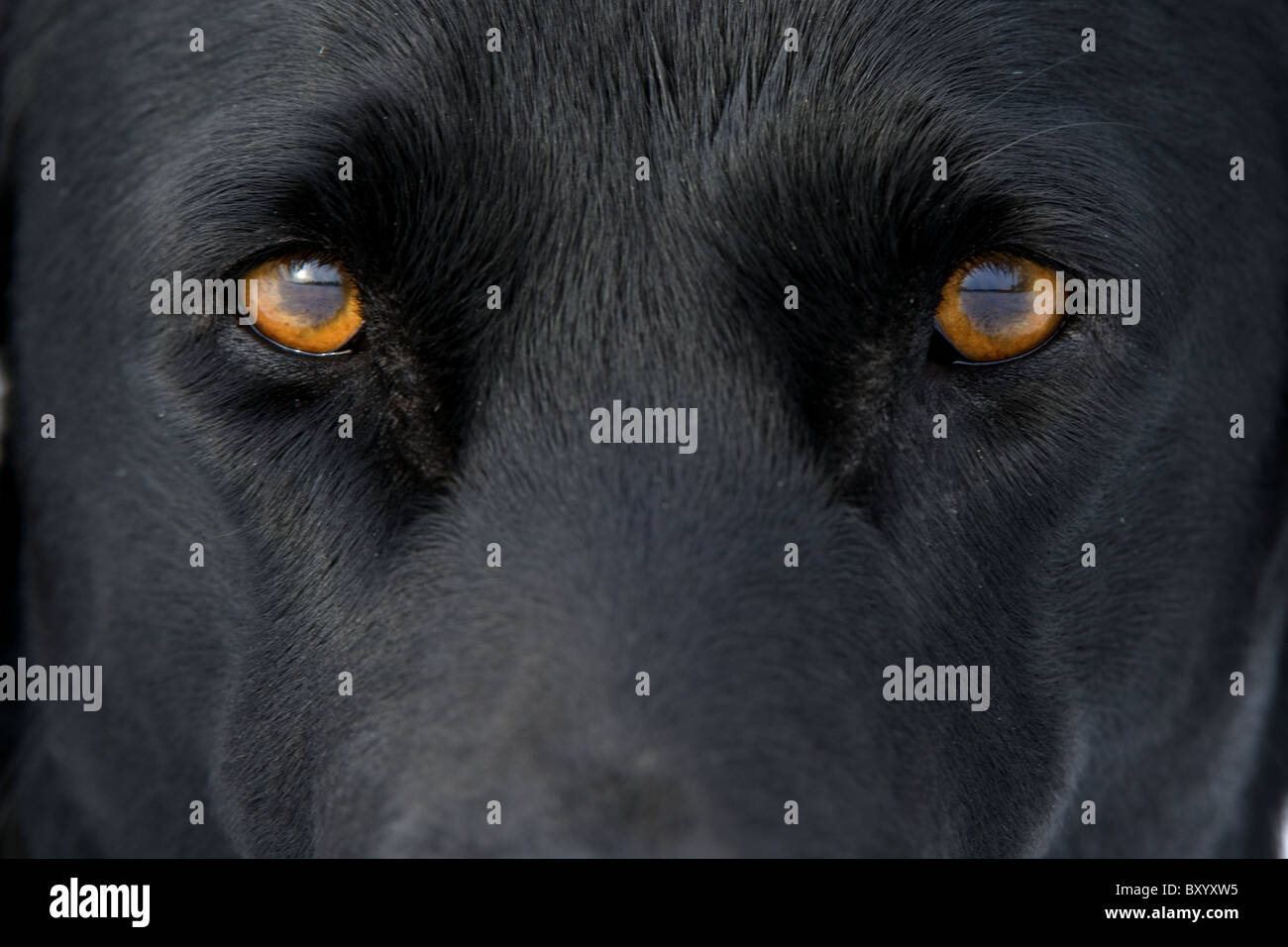 Labrador retriever on a shoot Stock Photo - Alamy