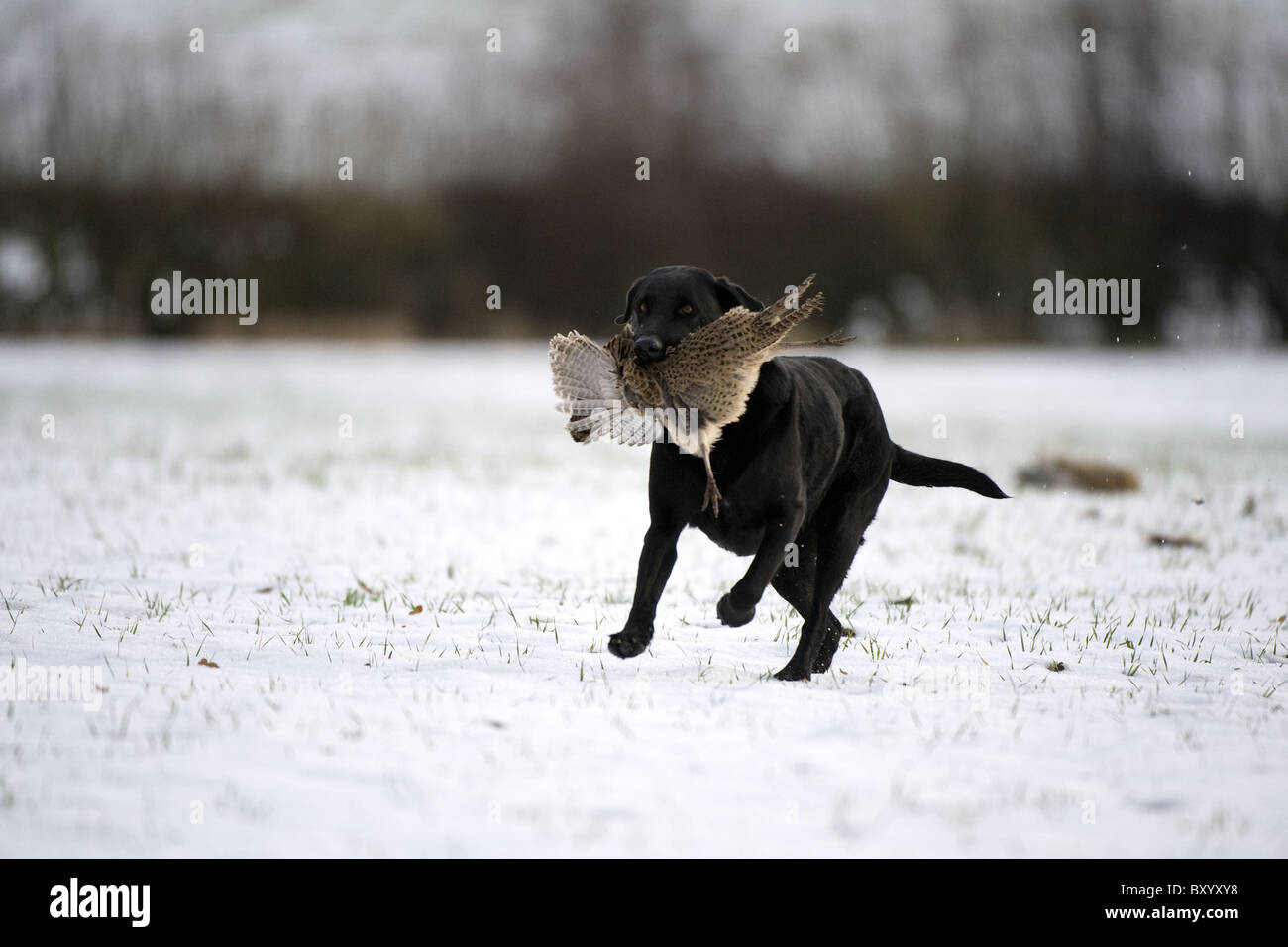 Labrador Retriever retrieving in snow on a shoot day Stock Photo - Alamy