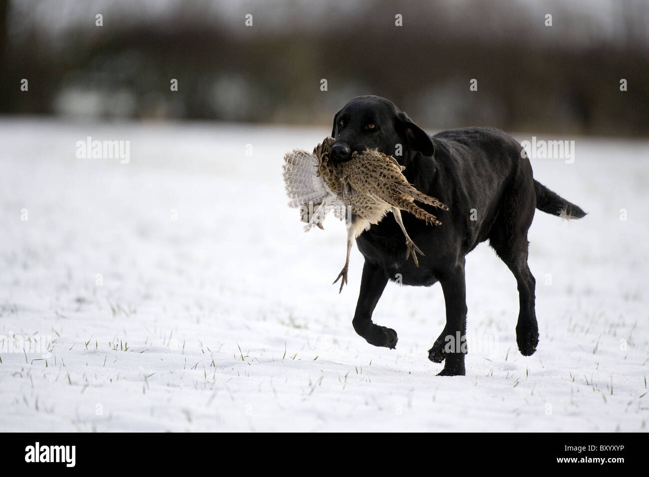 Labrador Retriever retrieving in snow on a shoot day Stock Photo - Alamy