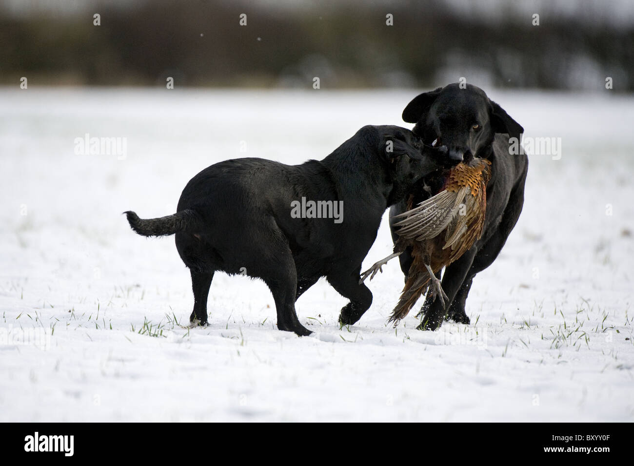 Labrador retriever on a shoot Stock Photo - Alamy