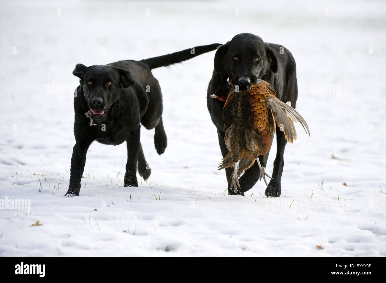 Labrador retriever on a shoot Stock Photo - Alamy