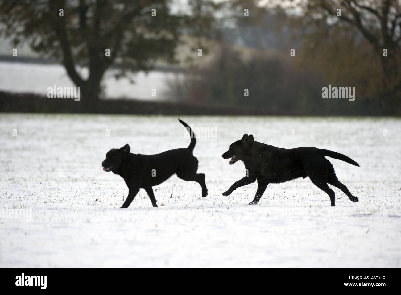 Labrador retriever on a shoot Stock Photo - Alamy