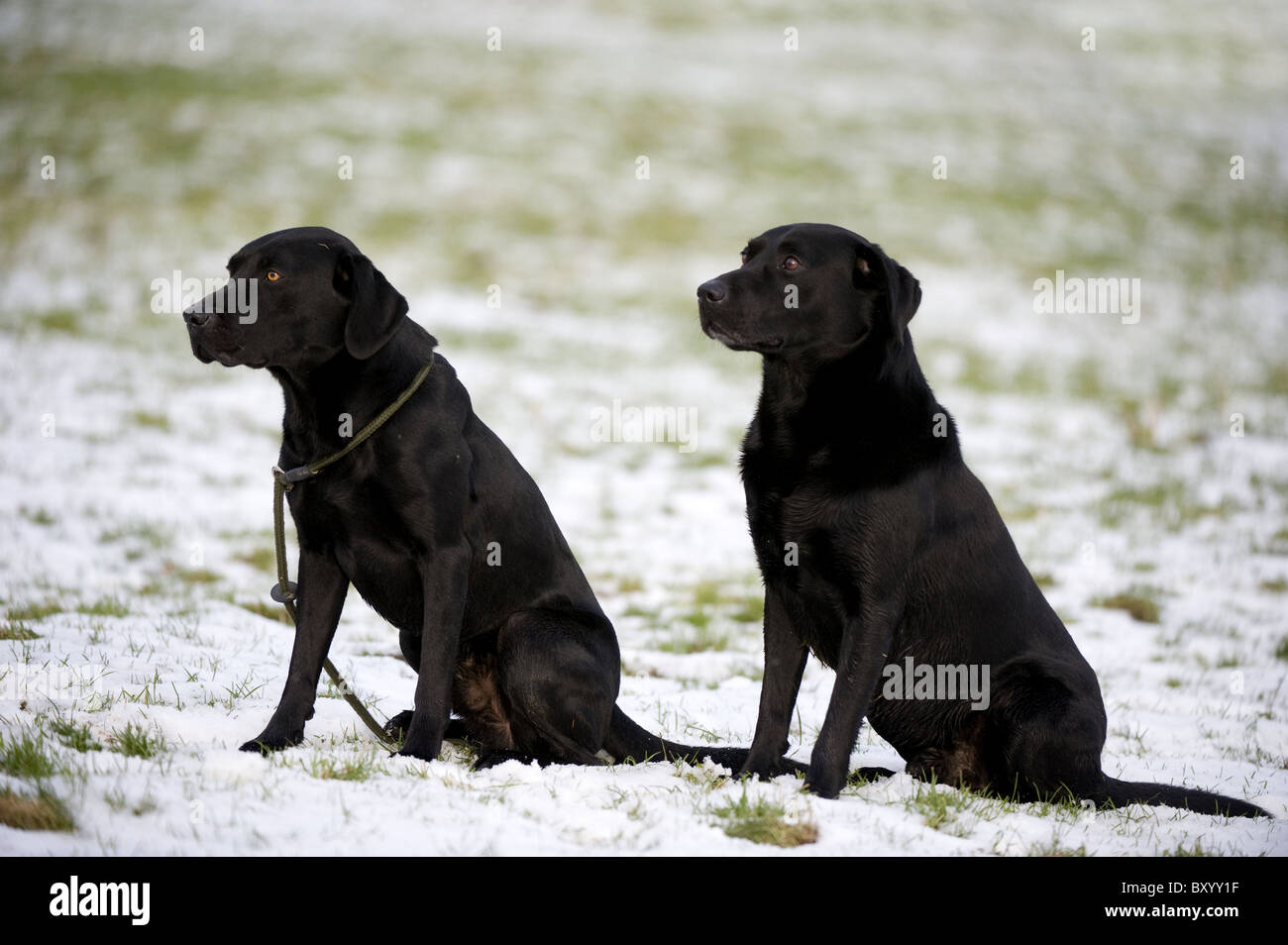 Labrador retriever on a shoot Stock Photo - Alamy