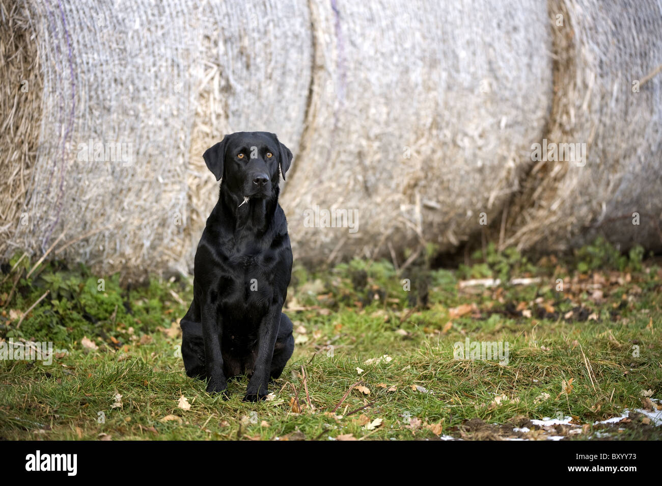 Black Labrador Retriever on a shoot day Stock Photo - Alamy