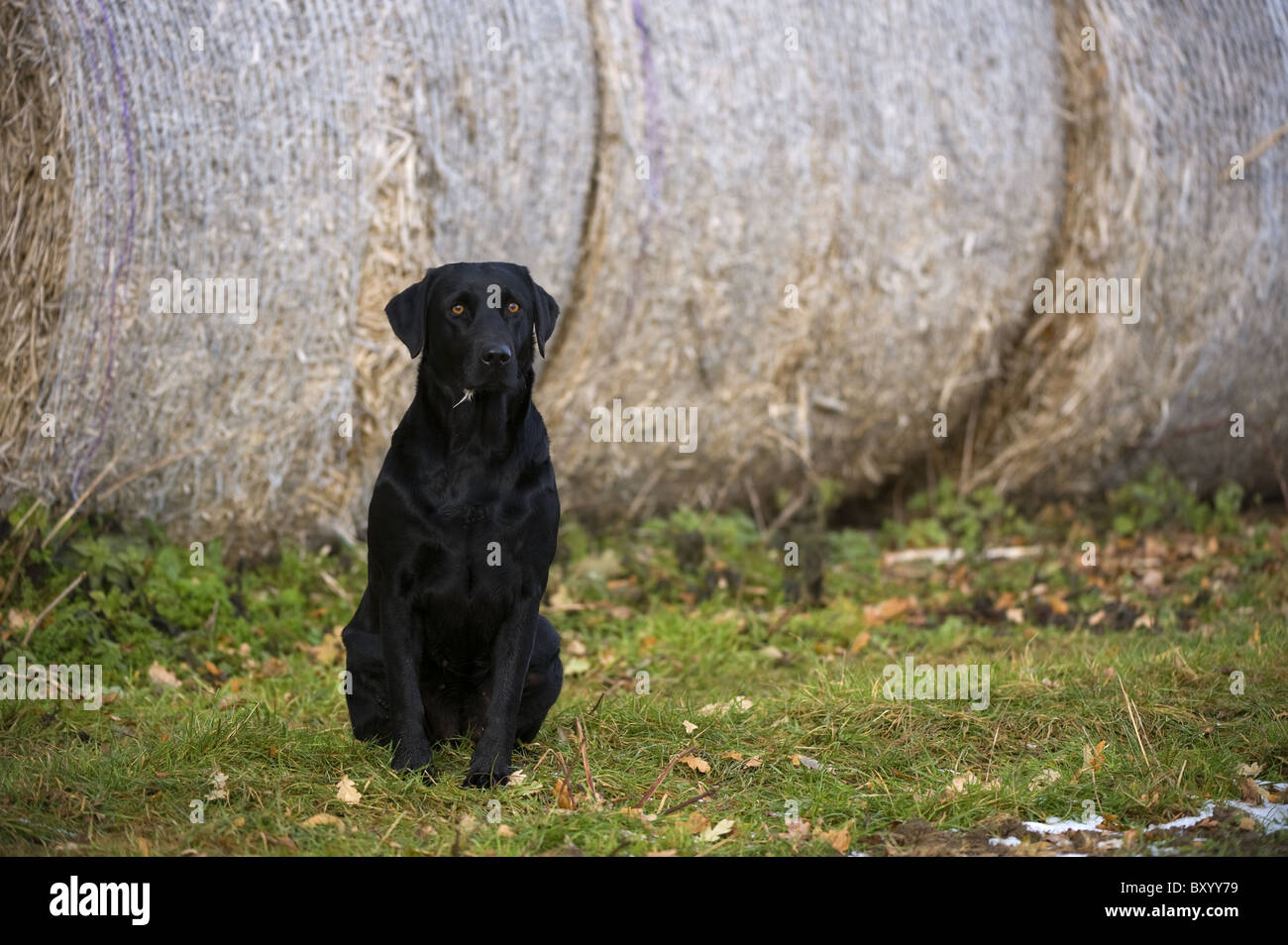 Black Labrador Retriever on a shoot day Stock Photo - Alamy