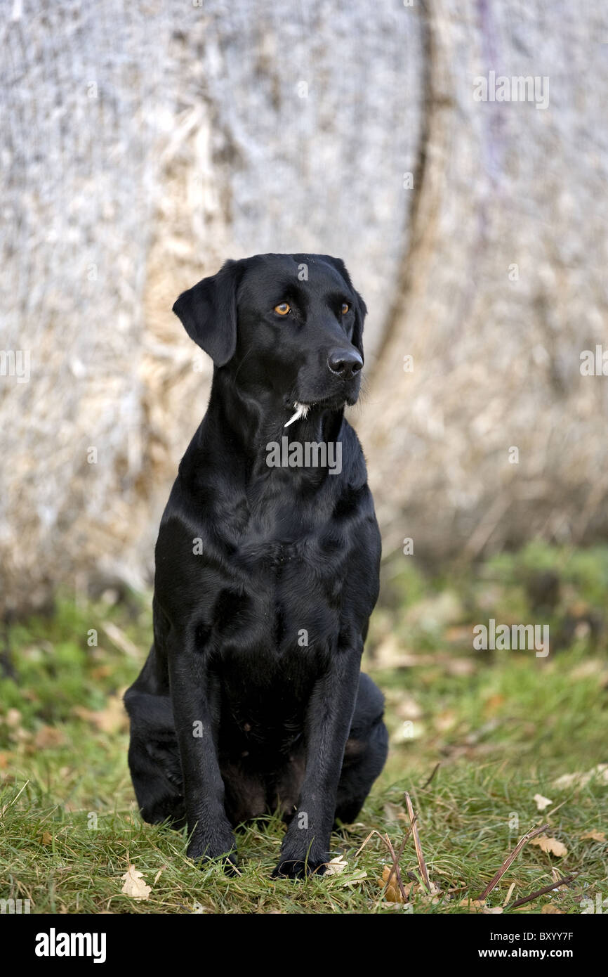 Black Labrador Retriever on a shoot day Stock Photo - Alamy