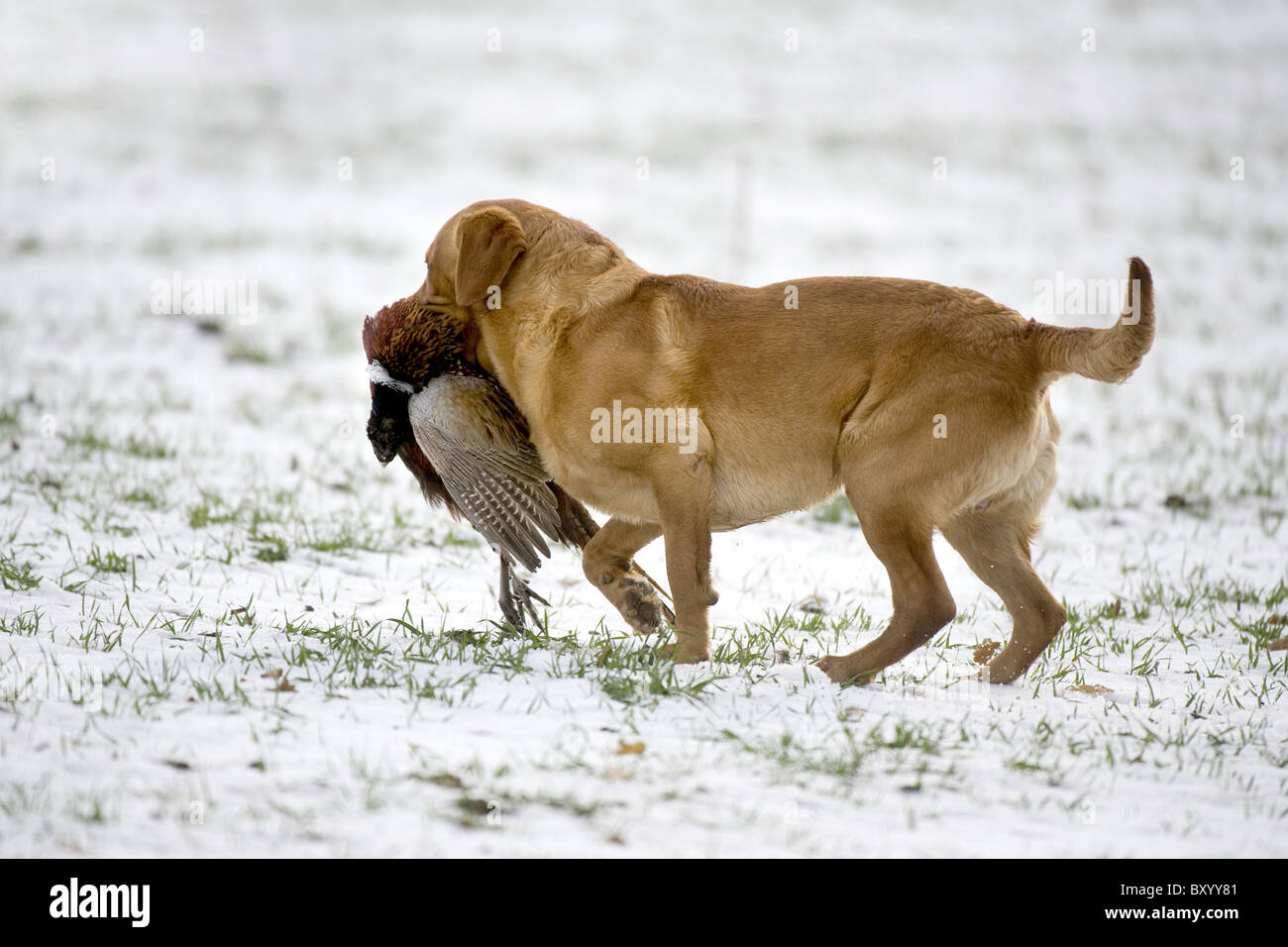 Labrador Retriever on a shoot day Stock Photo - Alamy