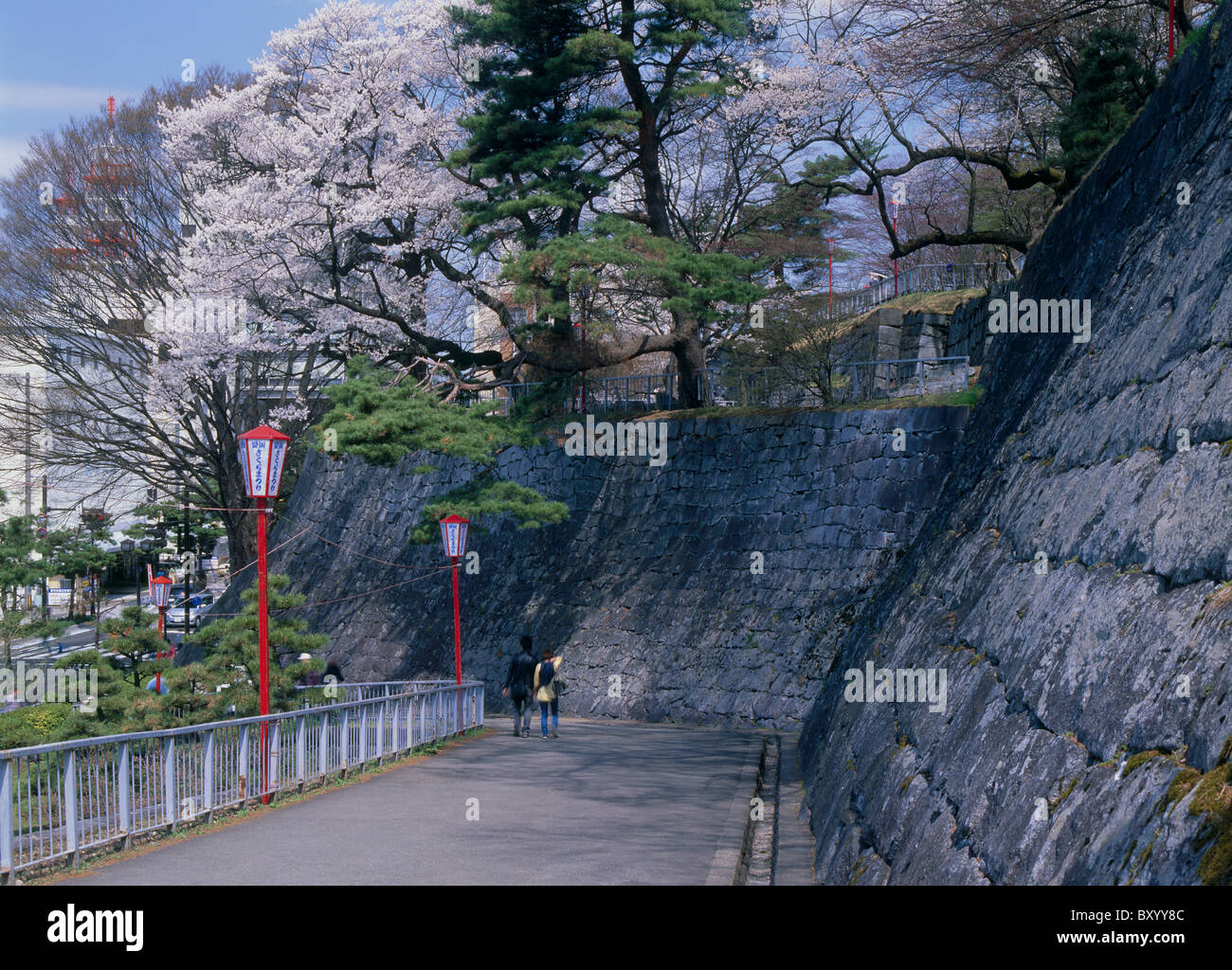 Cherry Blossoms of Iwate Park, Morioka, Iwate, Japan Stock Photo - Alamy