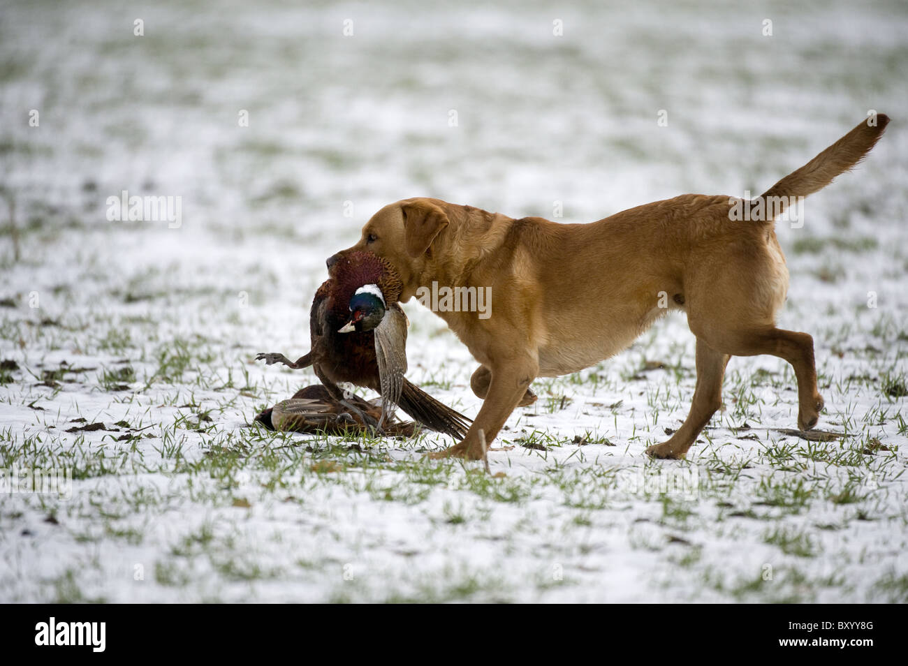 Labrador Retriever on a shoot day Stock Photo - Alamy