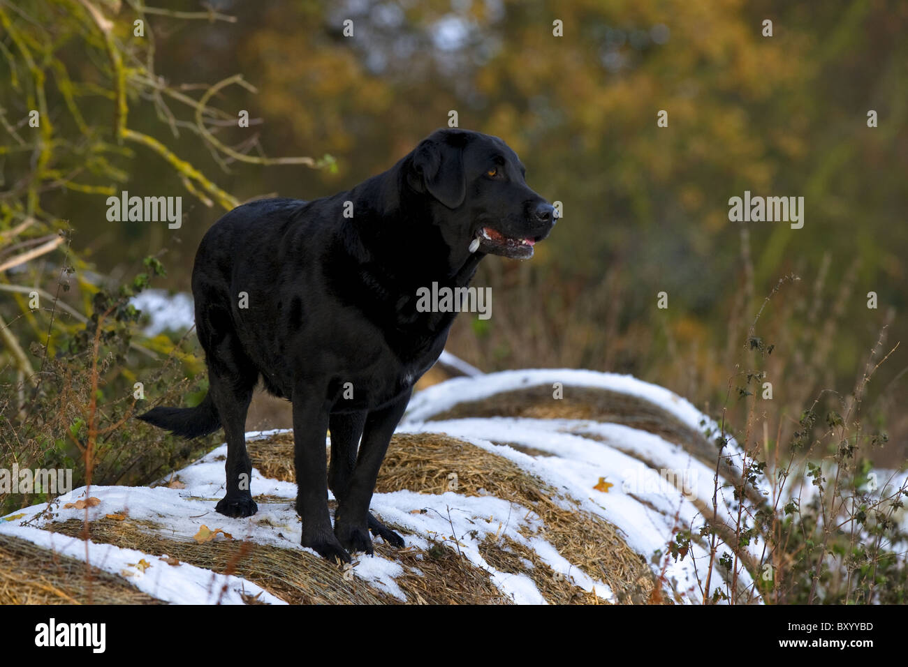 Black Labrador Retriever on a shoot day Stock Photo - Alamy