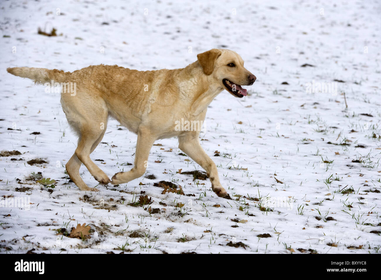 Labrador Retriever on a shoot day Stock Photo - Alamy