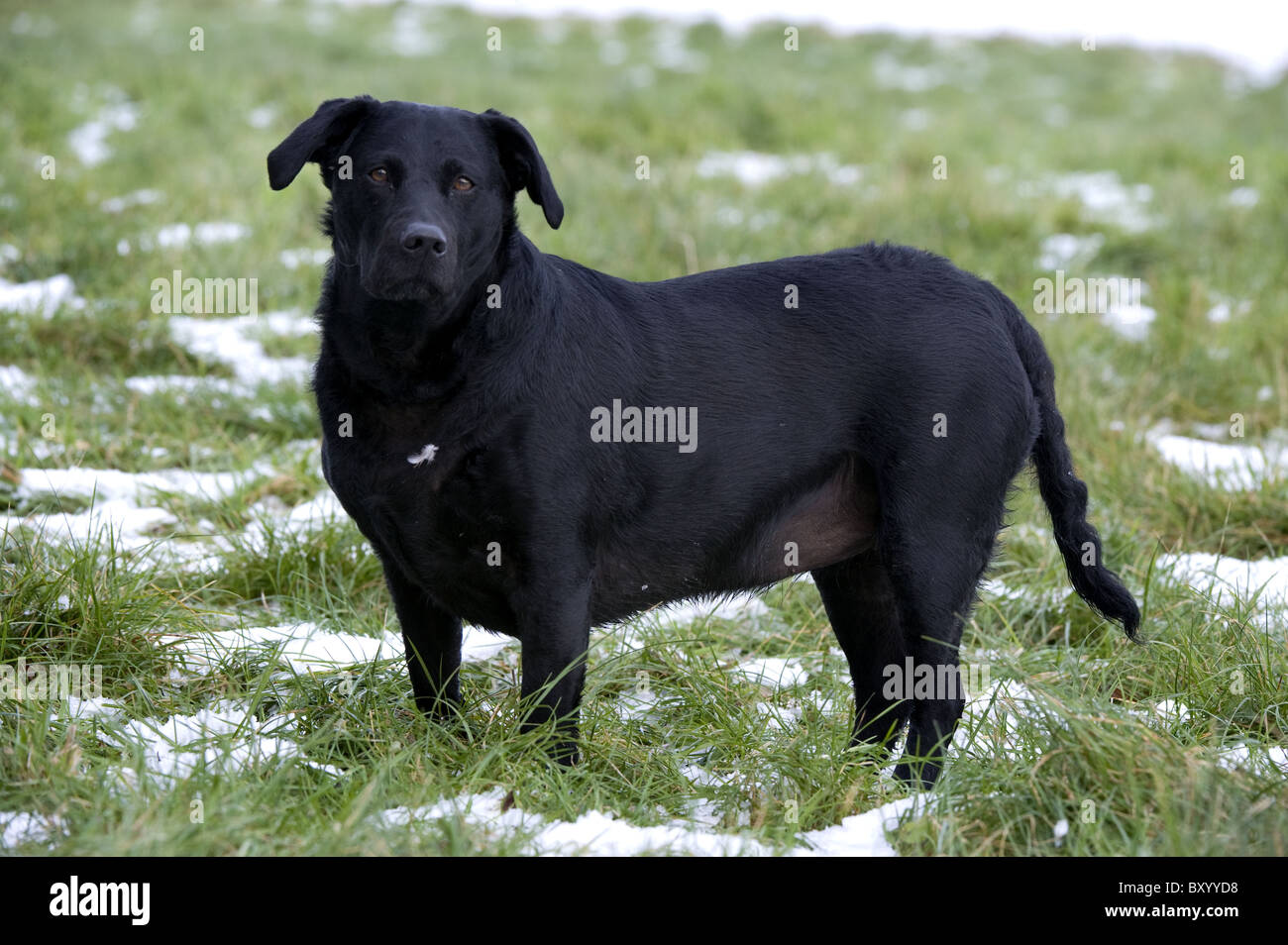 Black Labrador Retriever on a shoot day Stock Photo - Alamy