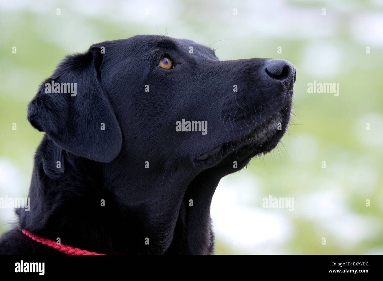 Black Labrador Retriever on a shoot day Stock Photo - Alamy