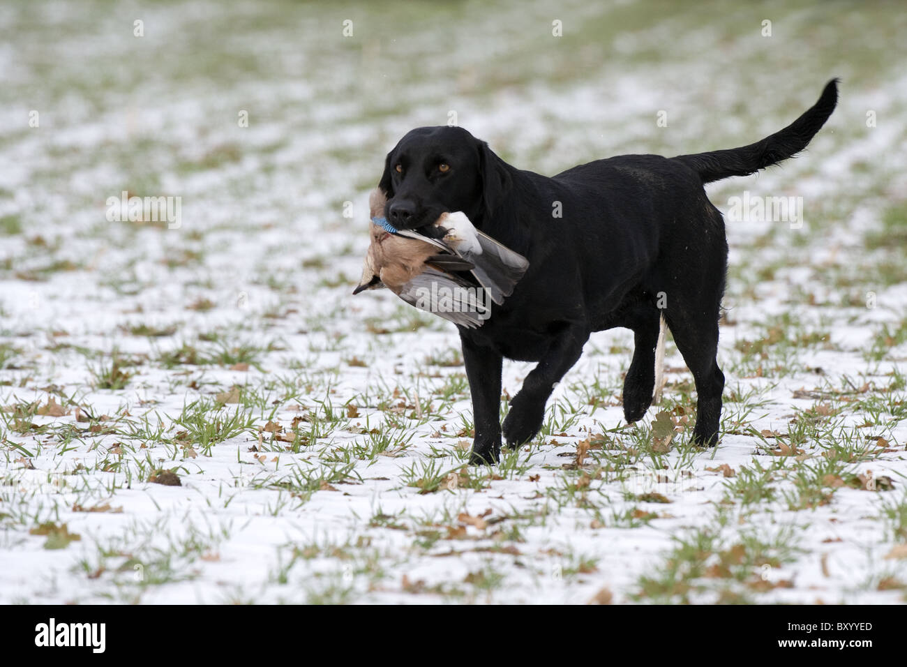 Labrador Retriever retrieving in snow on a shoot day Stock Photo - Alamy