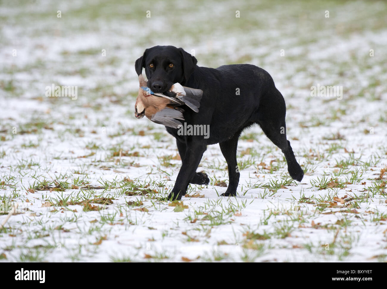 Labrador Retriever retrieving in snow on a shoot day Stock Photo - Alamy