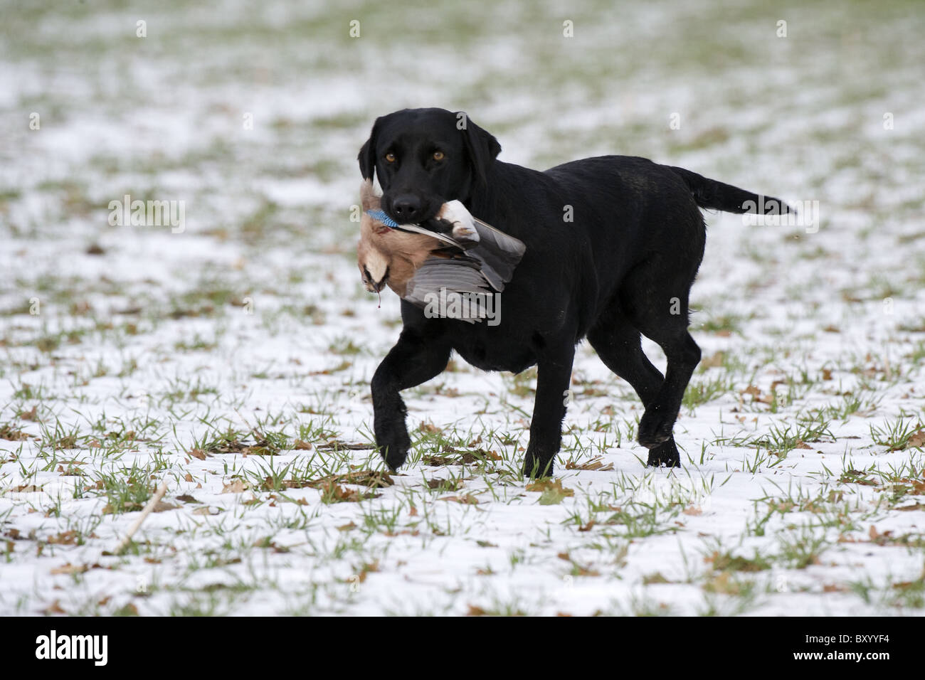 Labrador Retriever retrieving in snow on a shoot day Stock Photo - Alamy