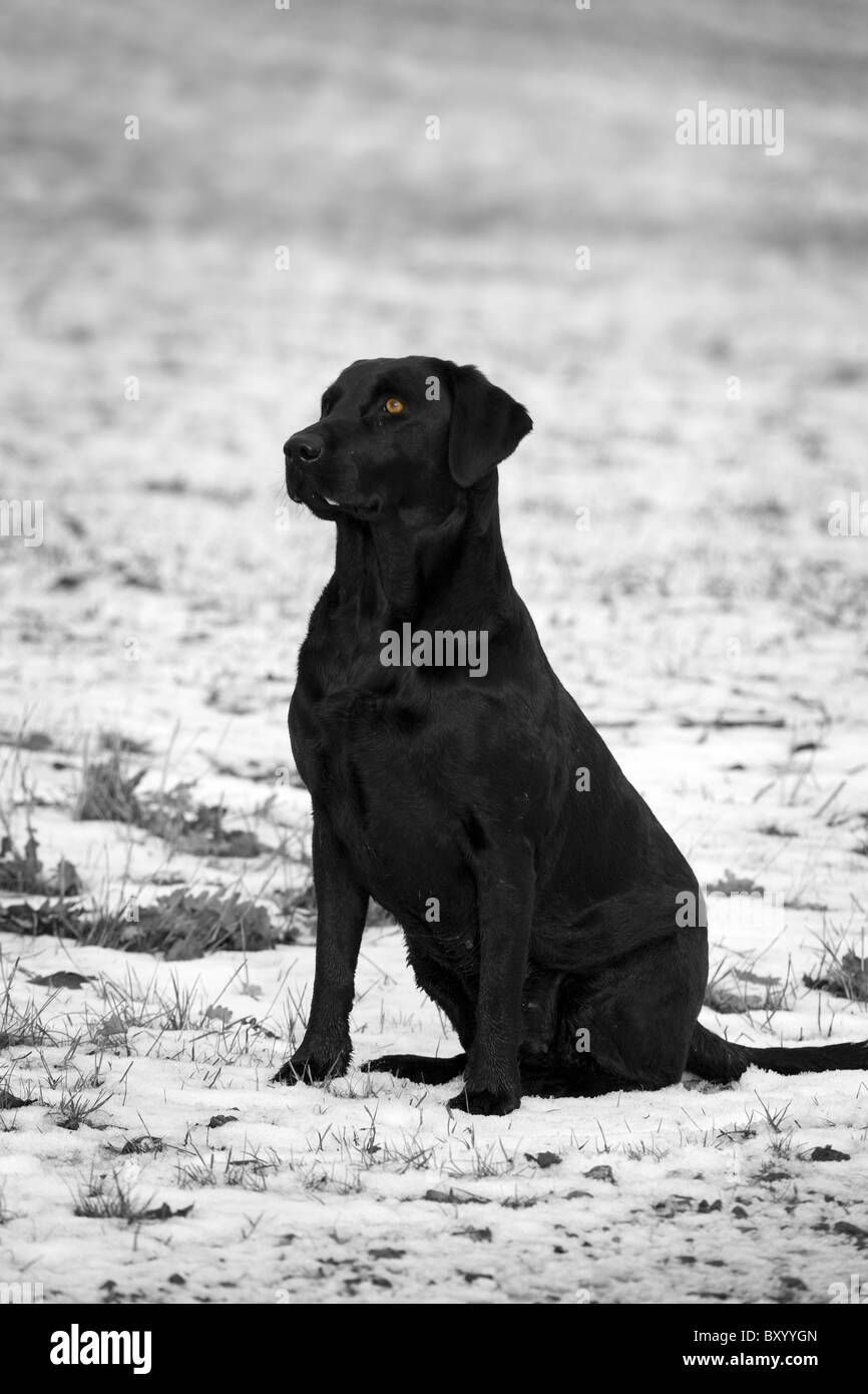 Black Labrador on a shoot day Stock Photo - Alamy